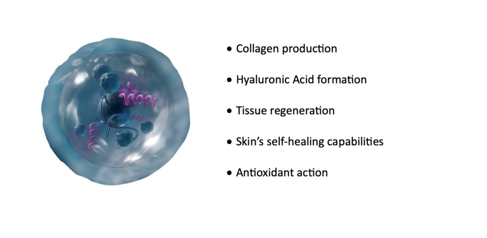 ARE EXOSOMES THE FUTURE OF AESTHETIC MEDICINE? - INNOAESTHETICS
